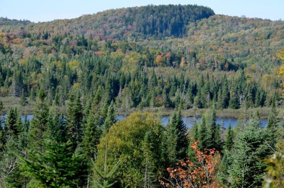 New Brunswick to raise Crown timber royalty fees - U.S. Logs & Lumber