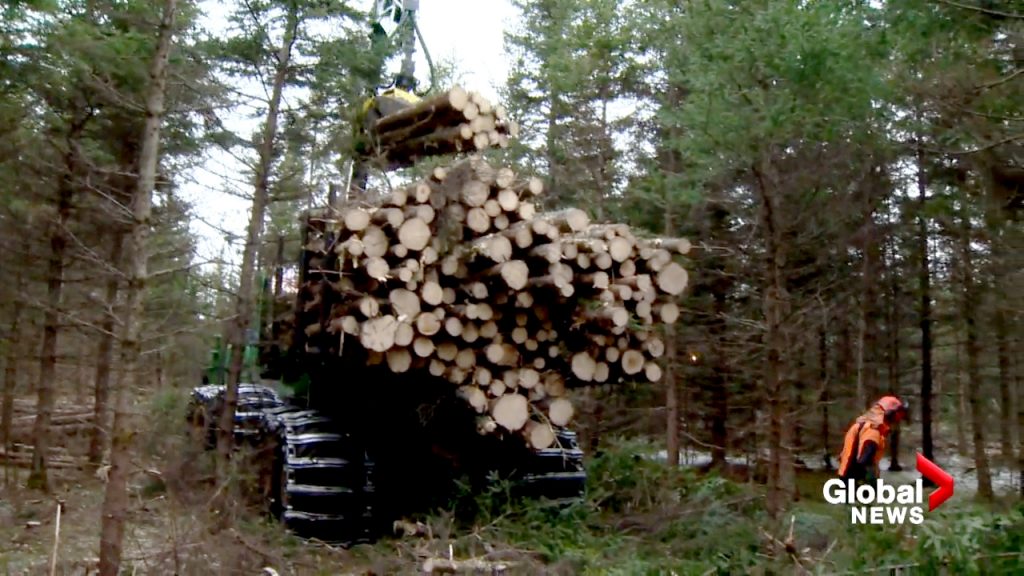 new brunswick - U.S. Logs & Lumber