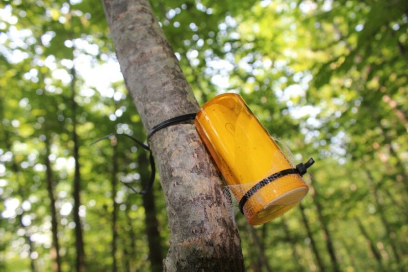 Meet the parasitoid wasps scientists hope will save (some) of Vermont’s ...