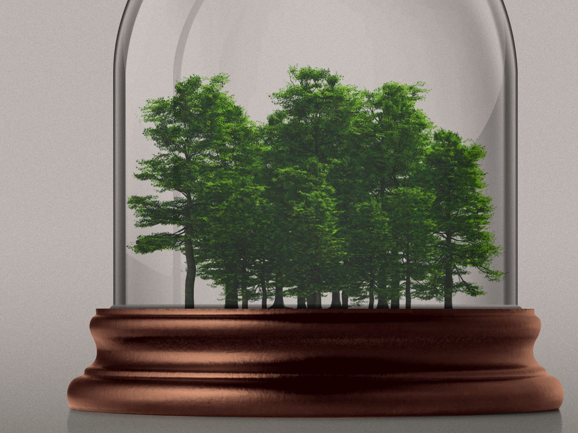 The push to protect ancient trees — and the knowledge they contain ...