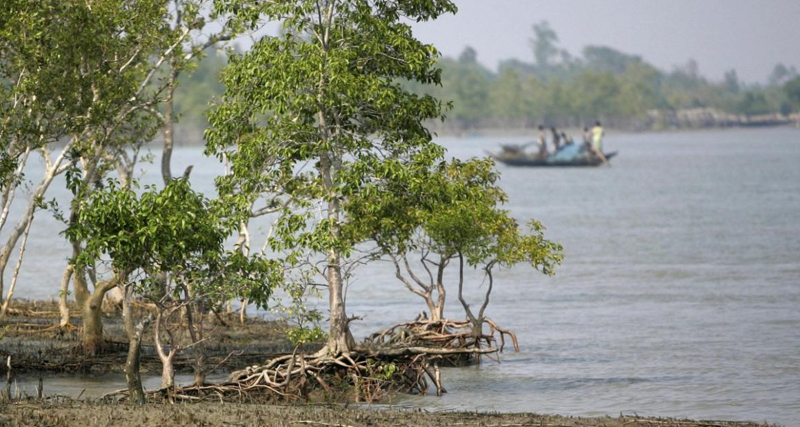 UAE and Indonesia lead international alliance to protect and expand ...