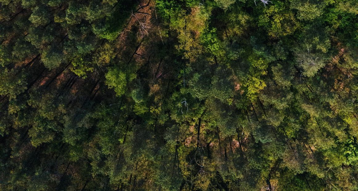 Machine Learning for Tree Mapping? AI and Climate Change Mitigation - U ...