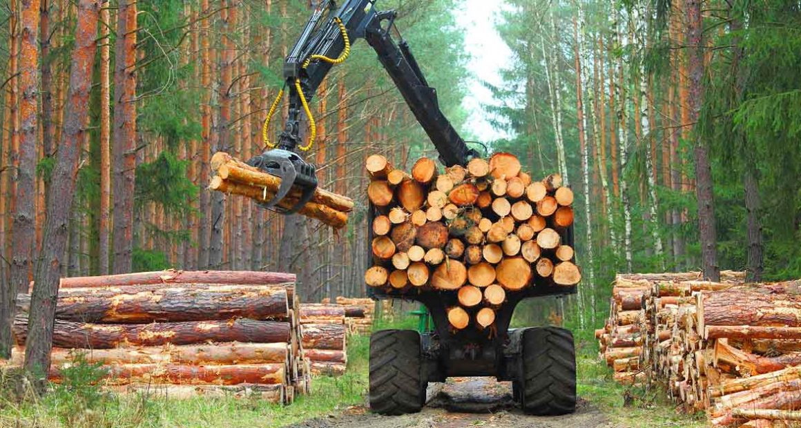 Trump tariffs could hit New Zealand high-value timber exports - U.S ...